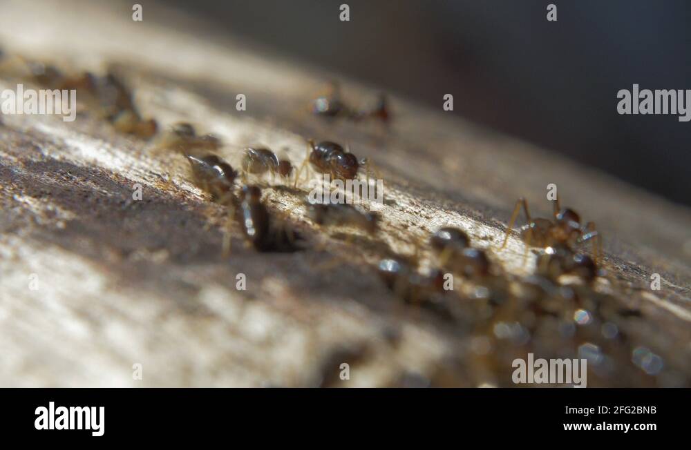 Rainforest termites Stock Videos & Footage - HD and 4K Video Clips - Alamy