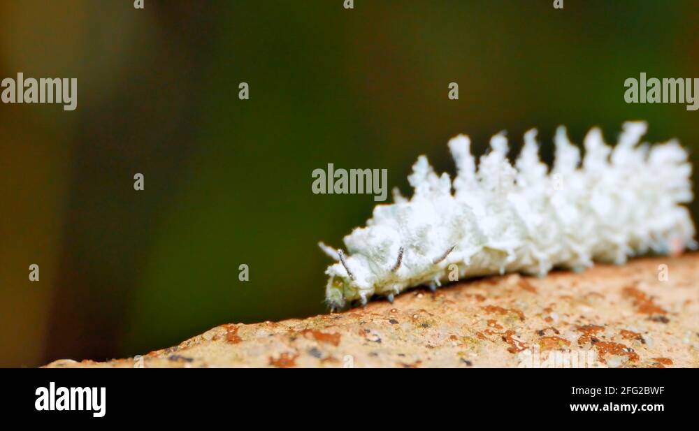 Large blue butterfly larva Stock Videos & Footage - HD and 4K Video ...