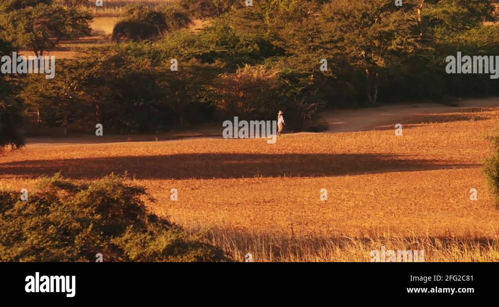 Burmese female peasant walk through dry field in rural Myanmar (Burma ...