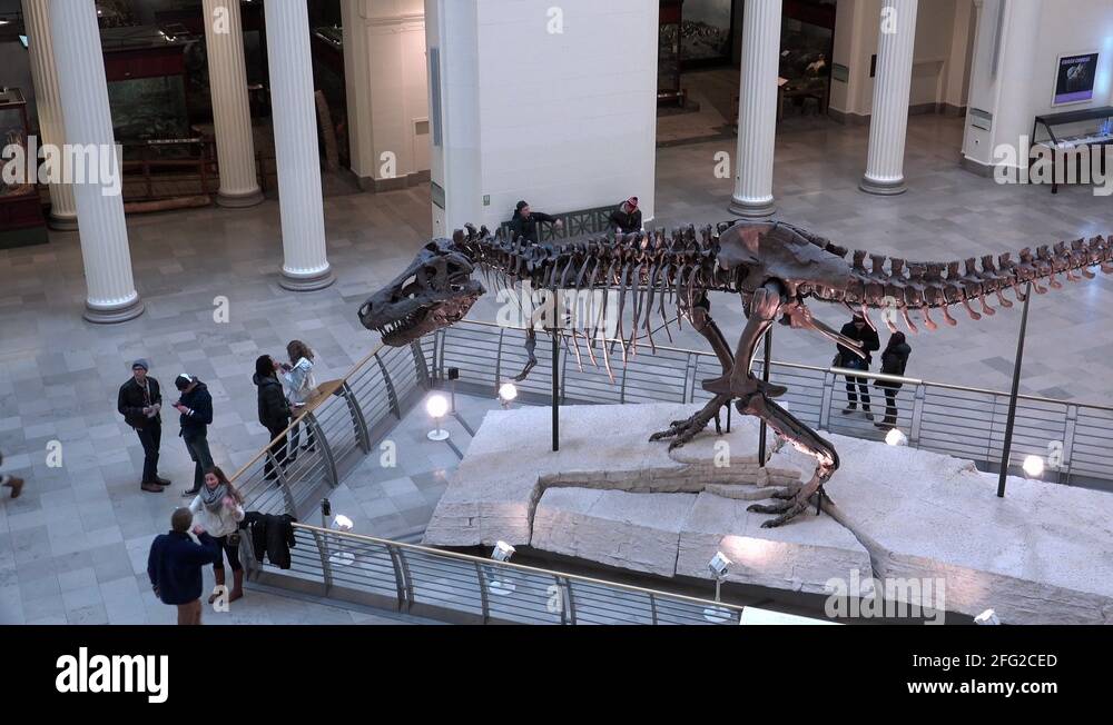 Tyrannosaurus rex sue Stock Videos & Footage - HD and 4K Video Clips ...