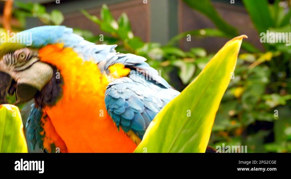 Parrot close up Stock Videos & Footage - HD and 4K Video Clips - Alamy