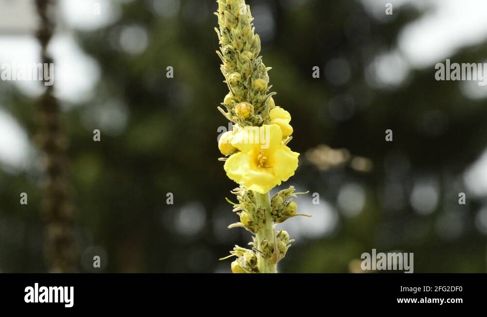 Thapsus Stock Videos & Footage - HD and 4K Video Clips - Alamy