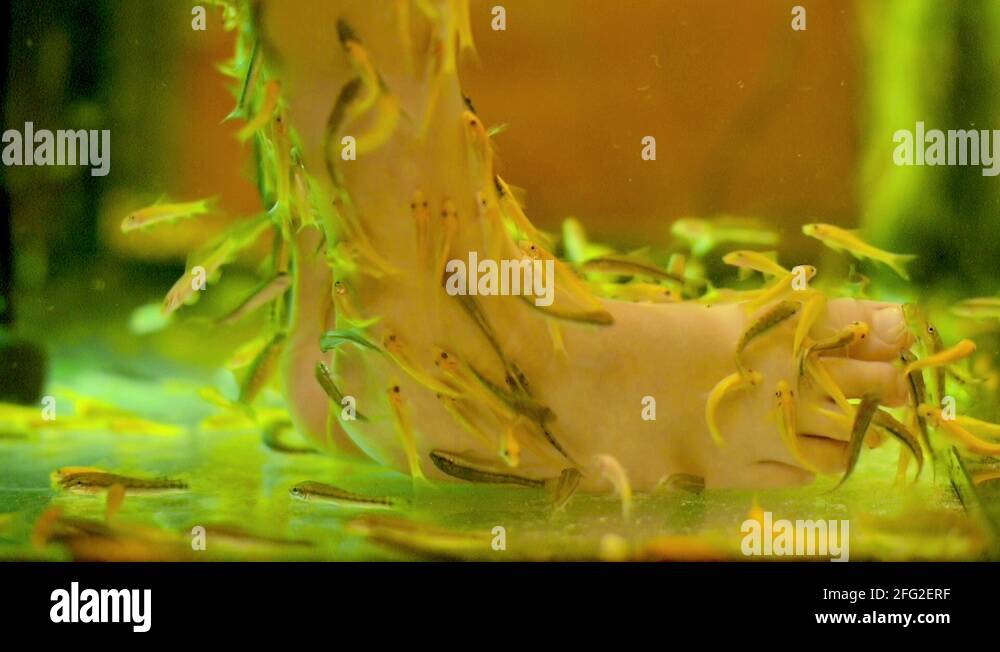 Peeling skin feet of tropical fish in the water Stock Video Footage - Alamy