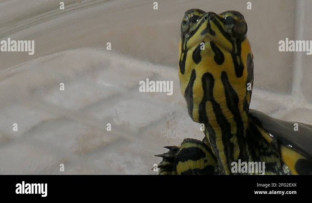 Round turtle Stock Videos & Footage - HD and 4K Video Clips - Alamy