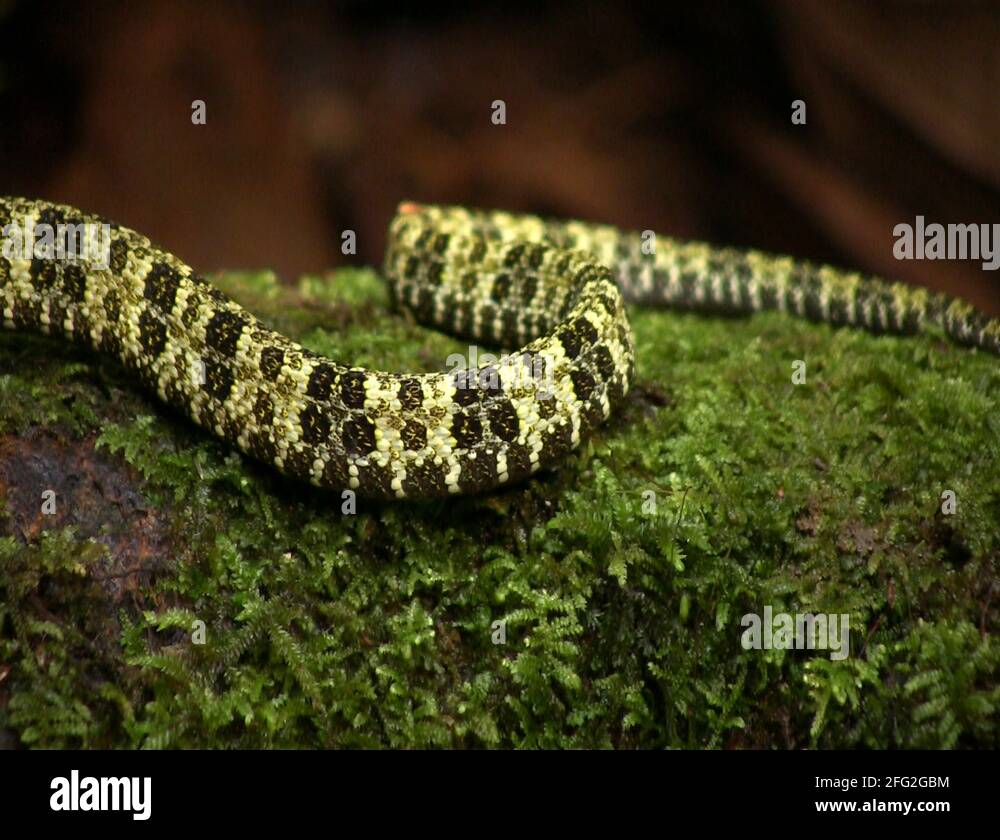 Pitviper Stock Videos & Footage - HD and 4K Video Clips - Alamy