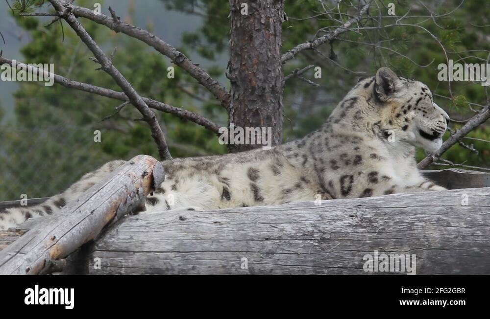 Swedish fauna Stock Videos & Footage - HD and 4K Video Clips - Alamy