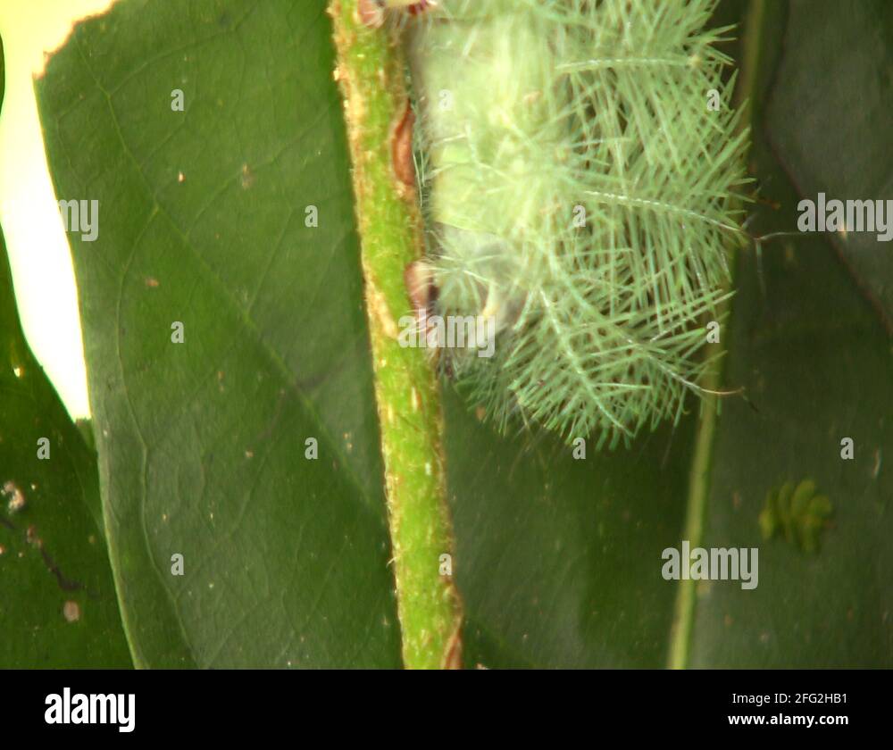 Poisonous larva Stock Videos & Footage - HD and 4K Video Clips - Alamy