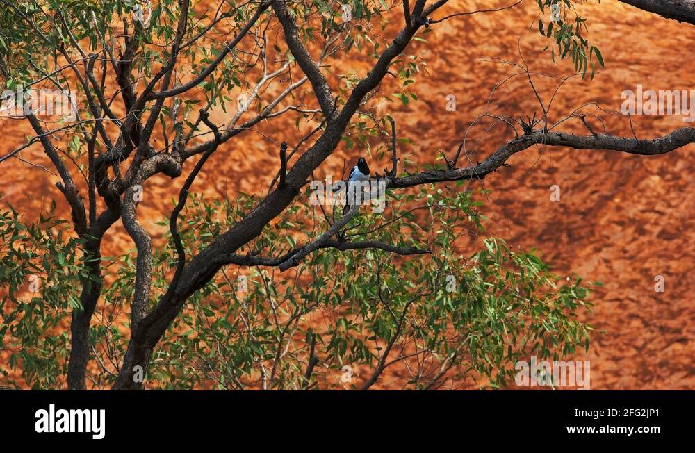 Arid country bird Stock Videos & Footage - HD and 4K Video Clips - Alamy