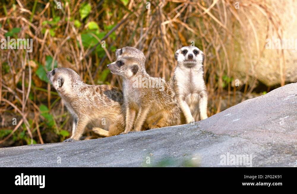 Gathering congregating Stock Videos & Footage - HD and 4K Video Clips ...