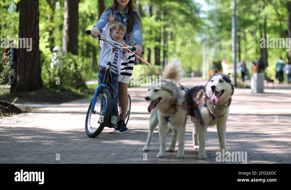Team of two dogs and girl with little boy waving hand on scooter Stock ...