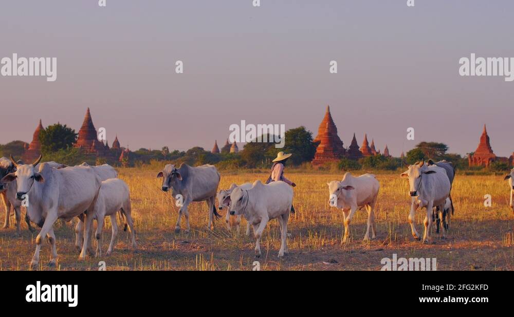 Livestock herder Stock Videos & Footage - HD and 4K Video Clips - Alamy