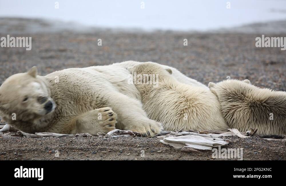 Bear cuddling Stock Videos & Footage - HD and 4K Video Clips - Alamy
