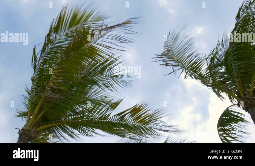 Palm tree view up Stock Videos & Footage - HD and 4K Video Clips - Alamy