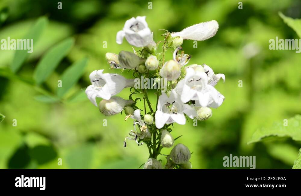 Beard tongue Stock Videos & Footage - HD and 4K Video Clips - Alamy