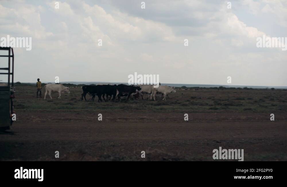 Boy grazing cattle Stock Videos & Footage - HD and 4K Video Clips - Alamy