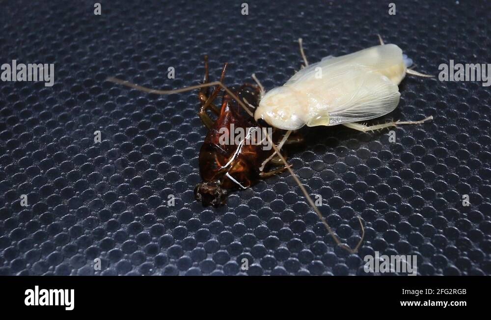 Cockroaches Stock Videos & Footage - HD and 4K Video Clips - Alamy