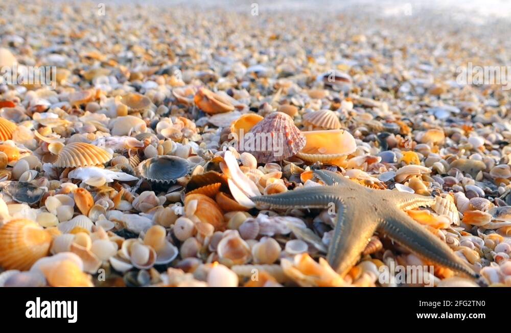 Sea shells starfish on beach Stock Videos & Footage - HD and 4K Video ...