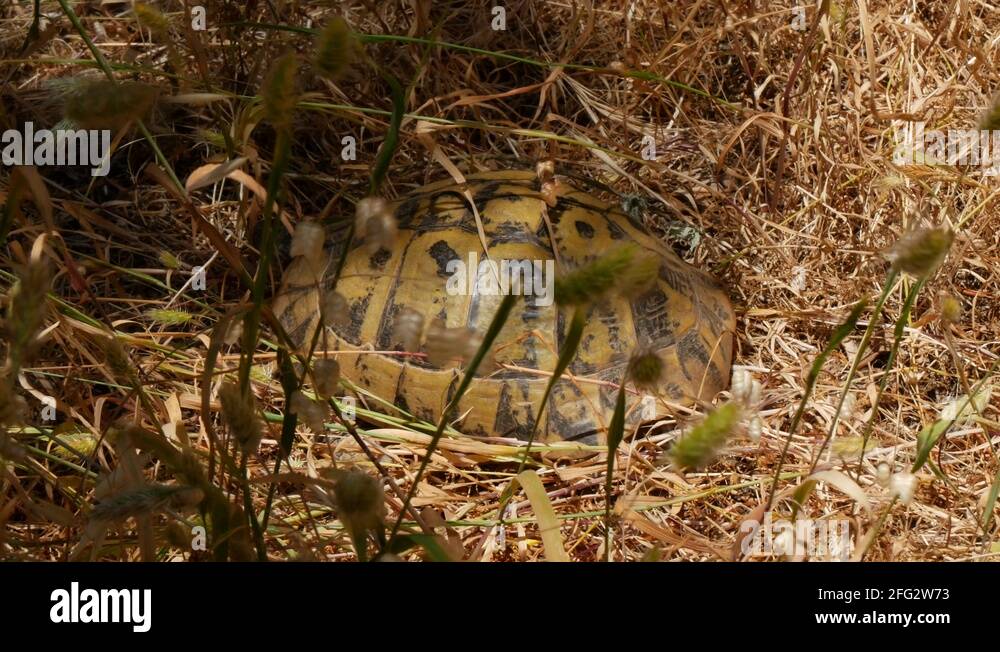 Menorca wildlife Stock Videos & Footage - HD and 4K Video Clips - Alamy