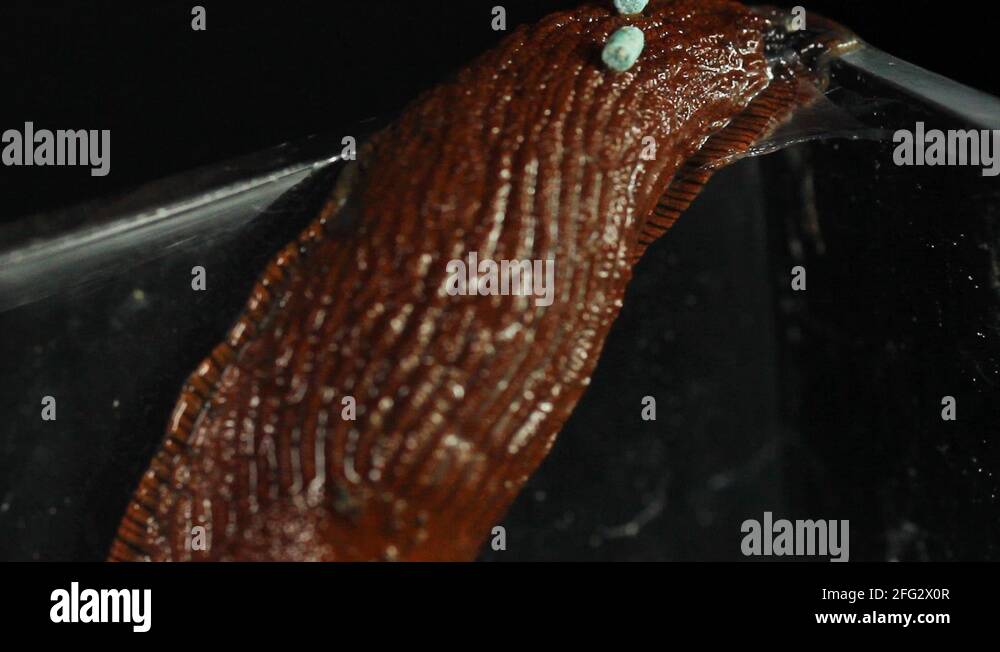 Slug pellets Stock Videos & Footage - HD and 4K Video Clips - Alamy