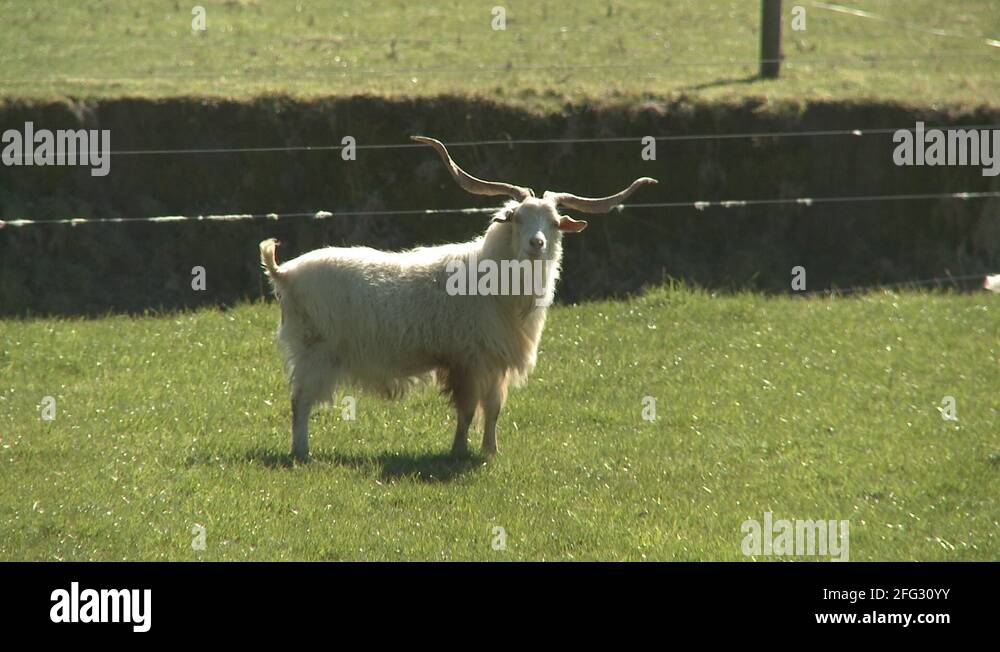 Billies Stock Videos & Footage - HD and 4K Video Clips - Alamy