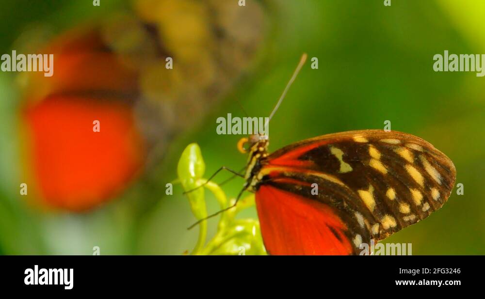 True butterflies Stock Videos & Footage - HD and 4K Video Clips - Alamy