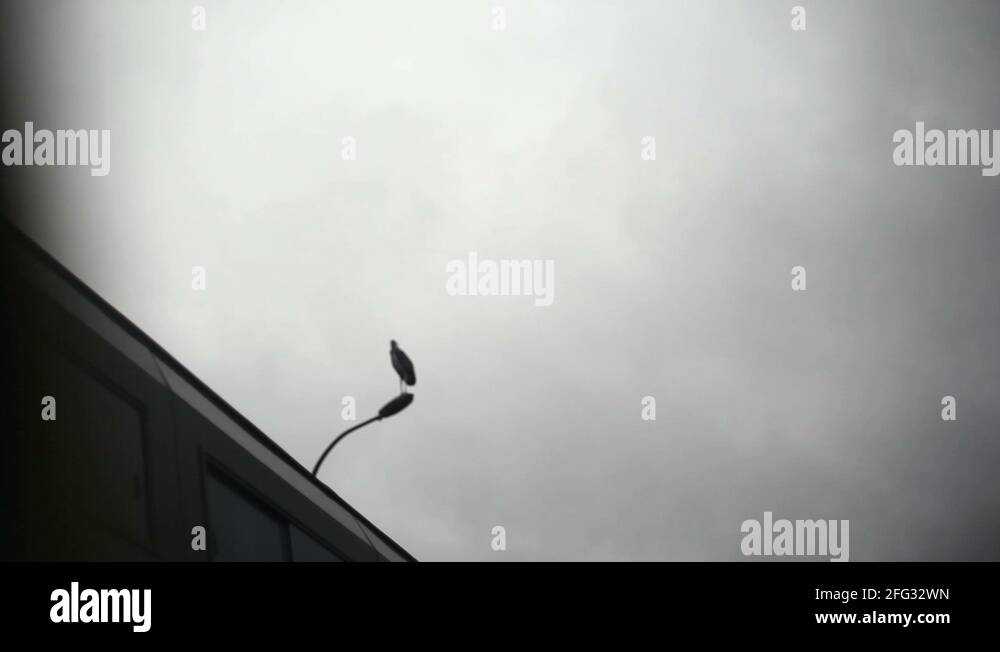 Marabou stork on a city lamp post, Nairobi, Kenya Stock Video Footage ...