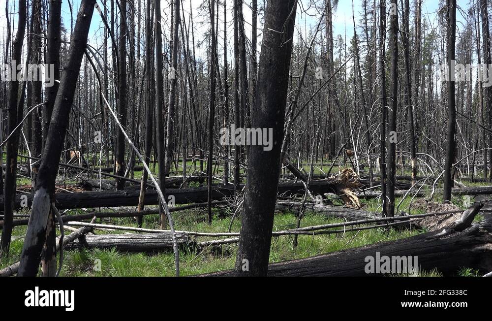 Fire destroyed forest Stock Videos & Footage - HD and 4K Video Clips ...