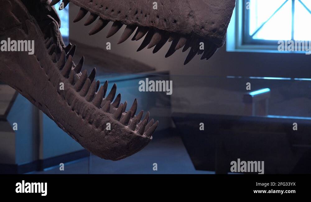 Museum dinosaur teeth Stock Videos & Footage - HD and 4K Video Clips ...