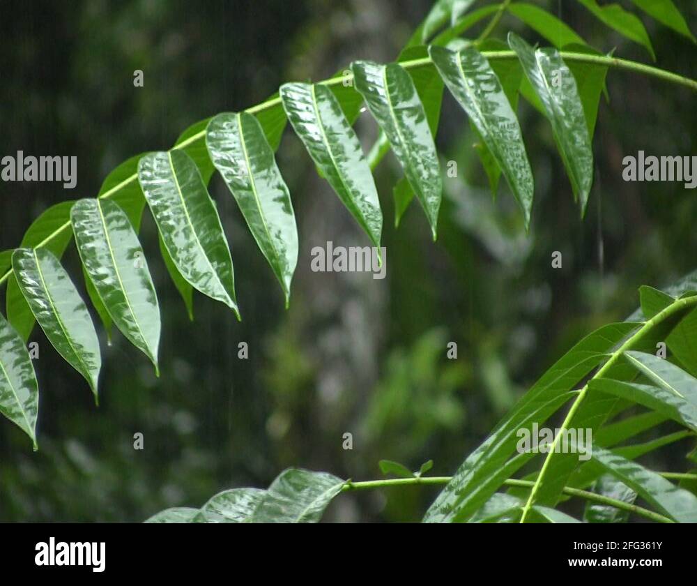 Rainforest rain storm Stock Videos & Footage - HD and 4K Video Clips ...
