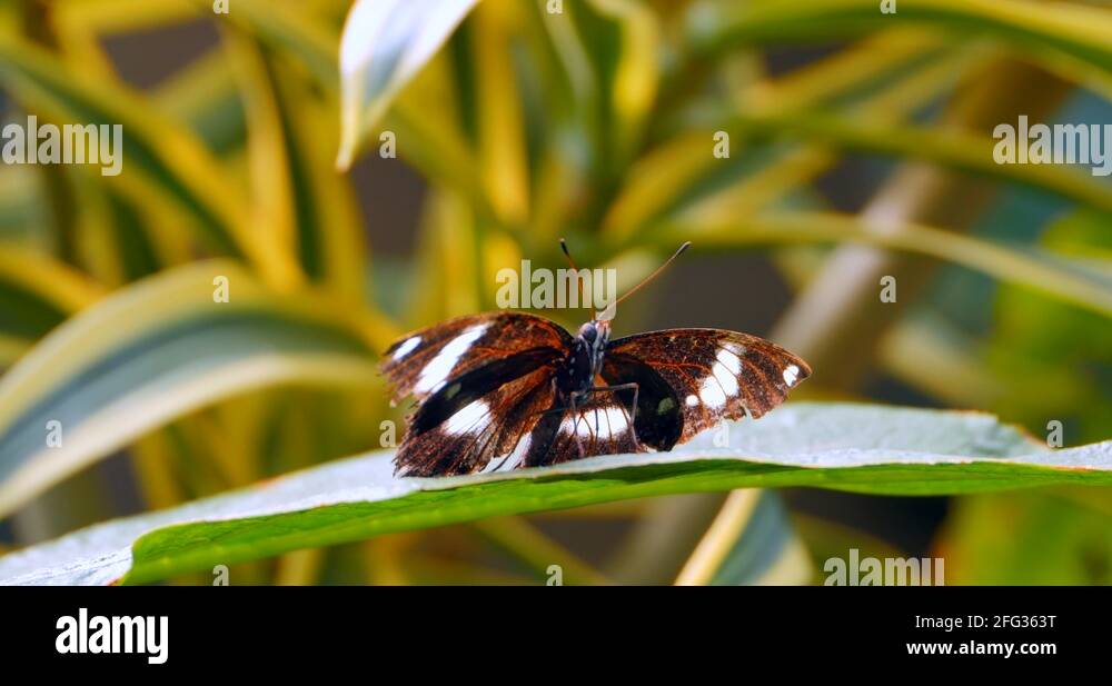 4K Tattered Wings of Black and White Butterfly Stock Video Footage - Alamy