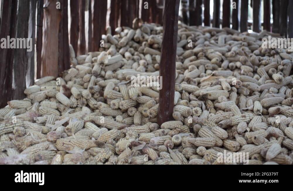 Maize storage Stock Videos & Footage - HD and 4K Video Clips - Alamy