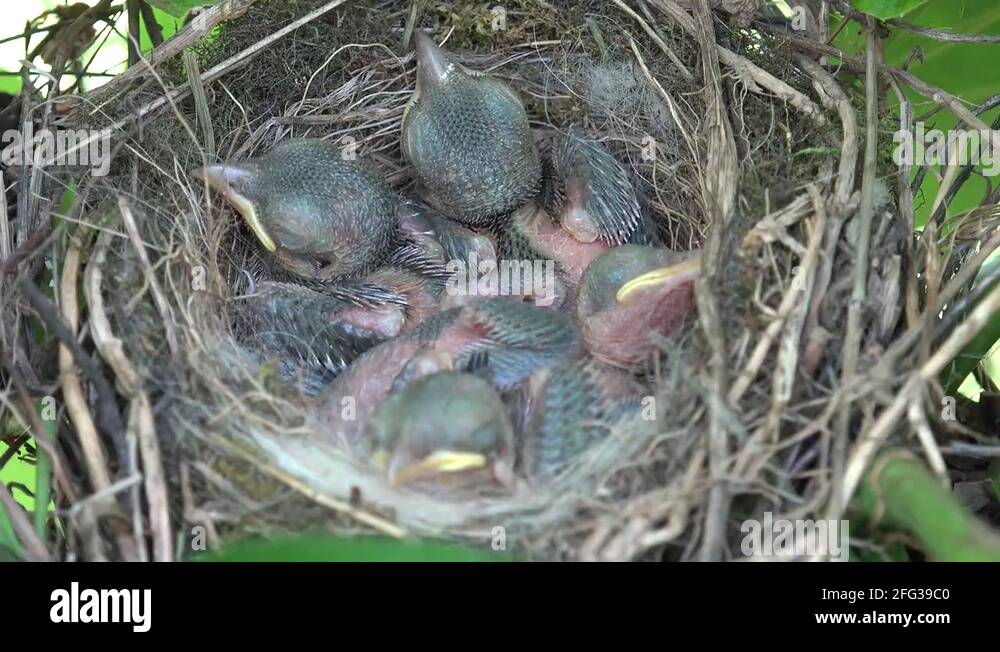 Happy family bird Stock Videos & Footage - HD and 4K Video Clips - Alamy
