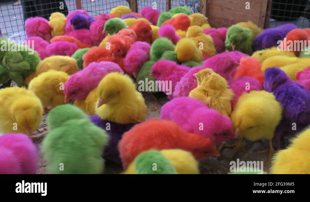 Food colouring fun Stock Videos & Footage - HD and 4K Video Clips - Alamy