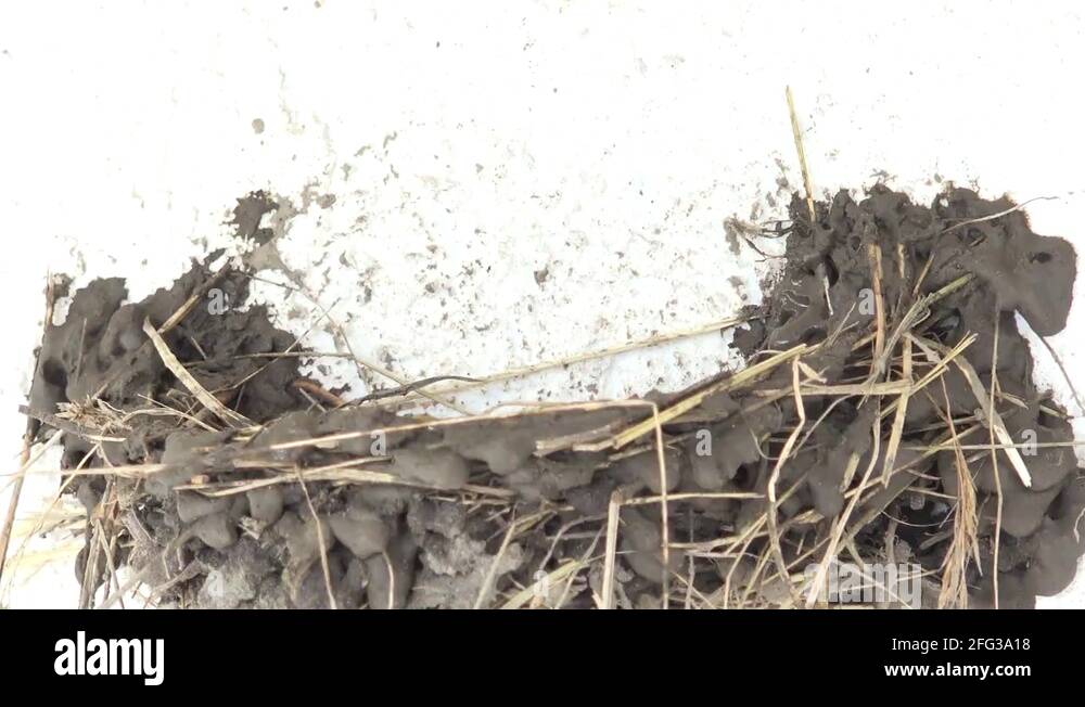 Mud paste Stock Videos & Footage - HD and 4K Video Clips - Alamy