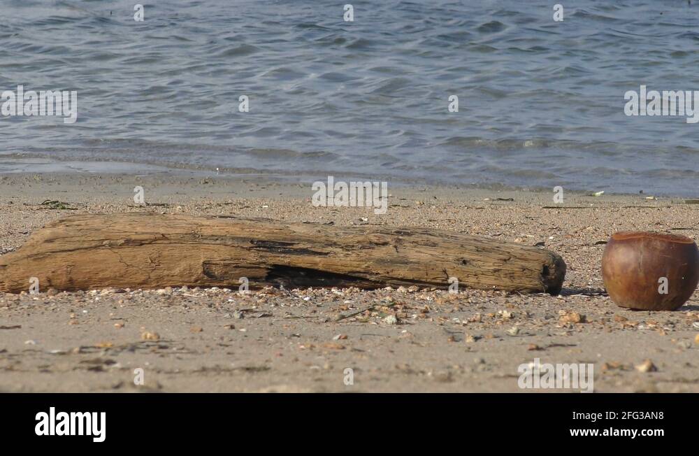 Beach log Stock Videos & Footage - HD and 4K Video Clips - Alamy