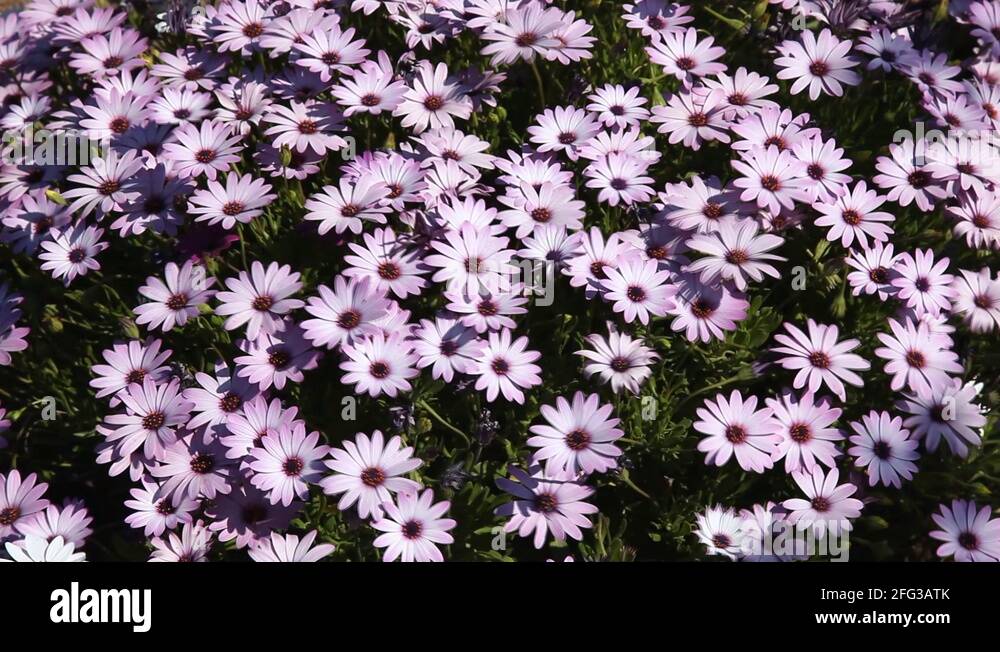 Pink daisy plant Stock Videos & Footage - HD and 4K Video Clips - Alamy