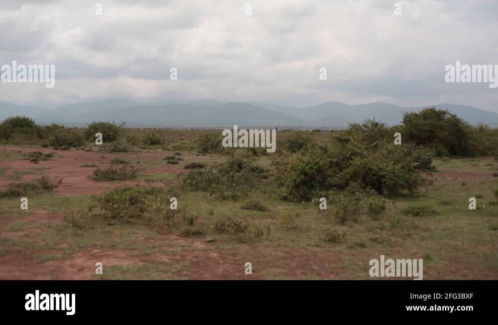 Savannah africa dry Stock Videos & Footage - HD and 4K Video Clips - Alamy