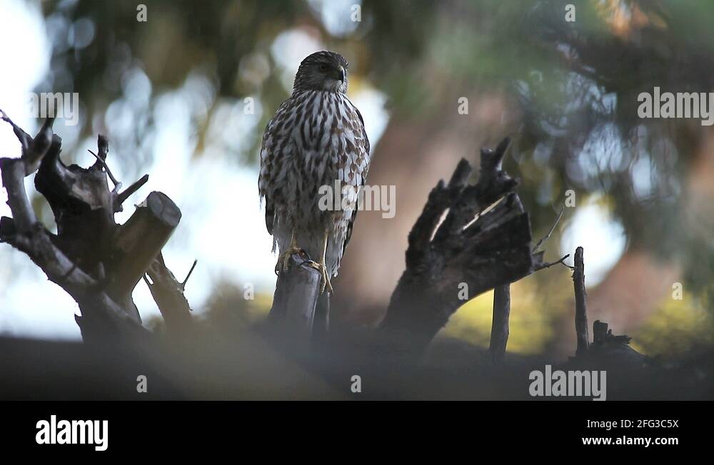A juvenile sharp shinned hawk Stock Videos & Footage - HD and 4K Video ...