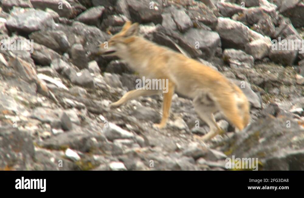 Scampering Stock Videos & Footage - HD and 4K Video Clips - Alamy