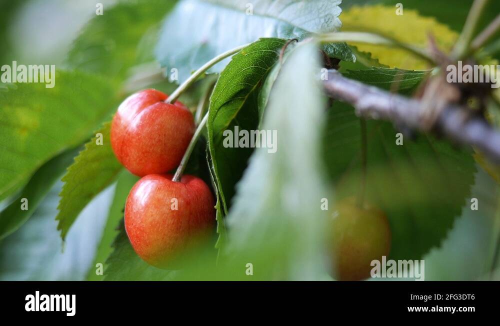 Morello cherry tree Stock Videos & Footage - HD and 4K Video Clips - Alamy