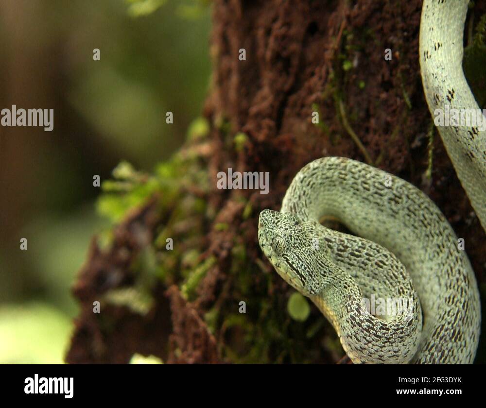 Viper tree snake two striped amazon bothriopsis bilineata jungle ...