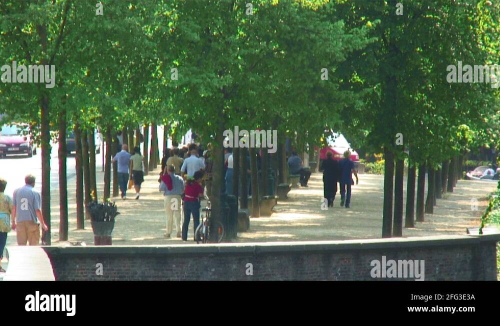 European city tree Stock Videos & Footage - HD and 4K Video Clips - Alamy