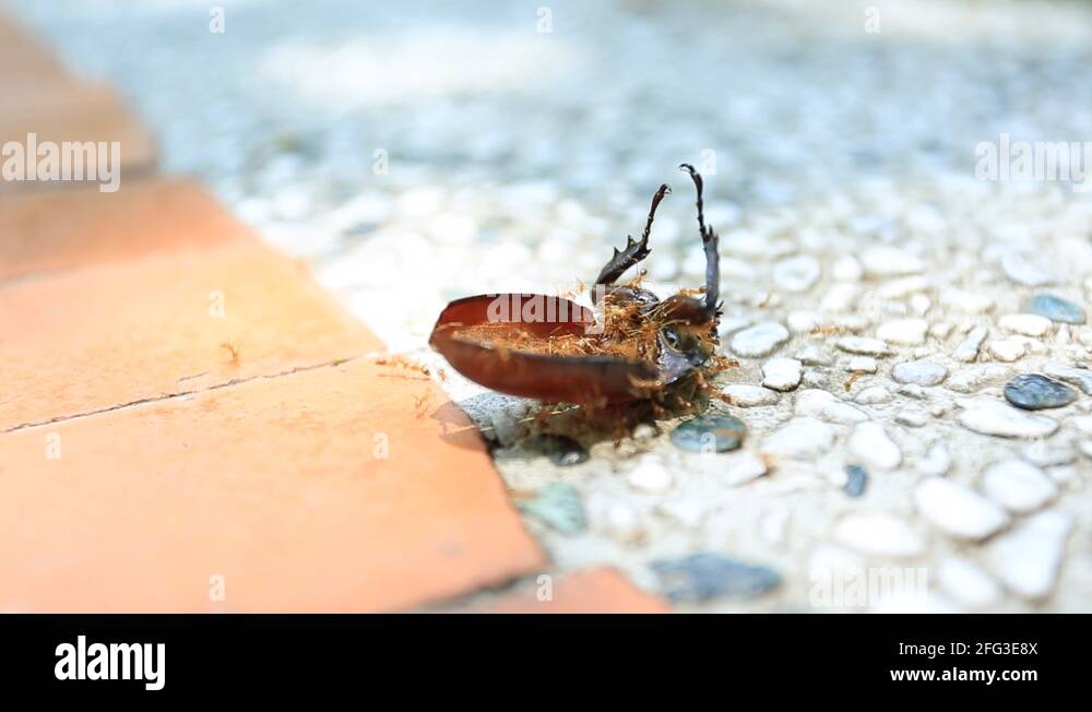 Dead insect Stock Videos & Footage - HD and 4K Video Clips - Alamy