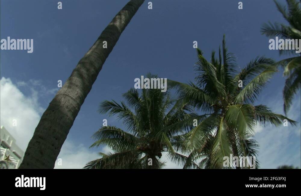 Businesses in palm Stock Videos & Footage - HD and 4K Video Clips - Alamy