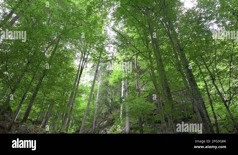 Green tree tops Stock Videos & Footage - HD and 4K Video Clips - Alamy