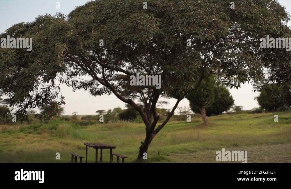 Shade under a tree Stock Videos & Footage - HD and 4K Video Clips - Alamy