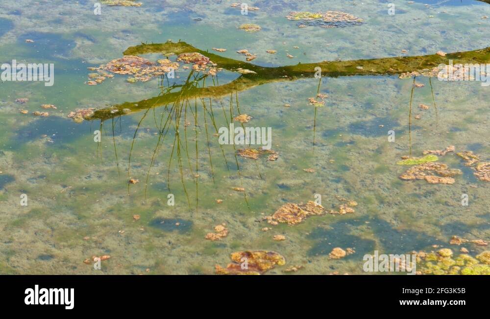 Ugly wallpaper Stock Videos & Footage - HD and 4K Video Clips - Alamy