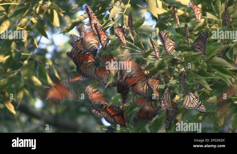 Monarch cluster Stock Videos & Footage - HD and 4K Video Clips - Alamy