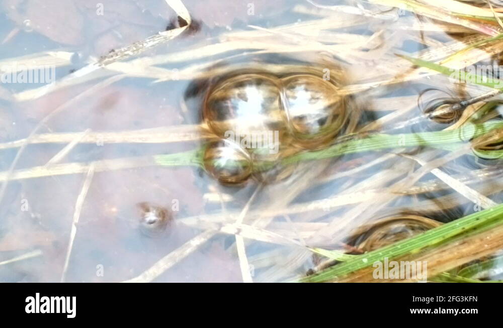 Marsh gas Stock Videos & Footage - HD and 4K Video Clips - Alamy