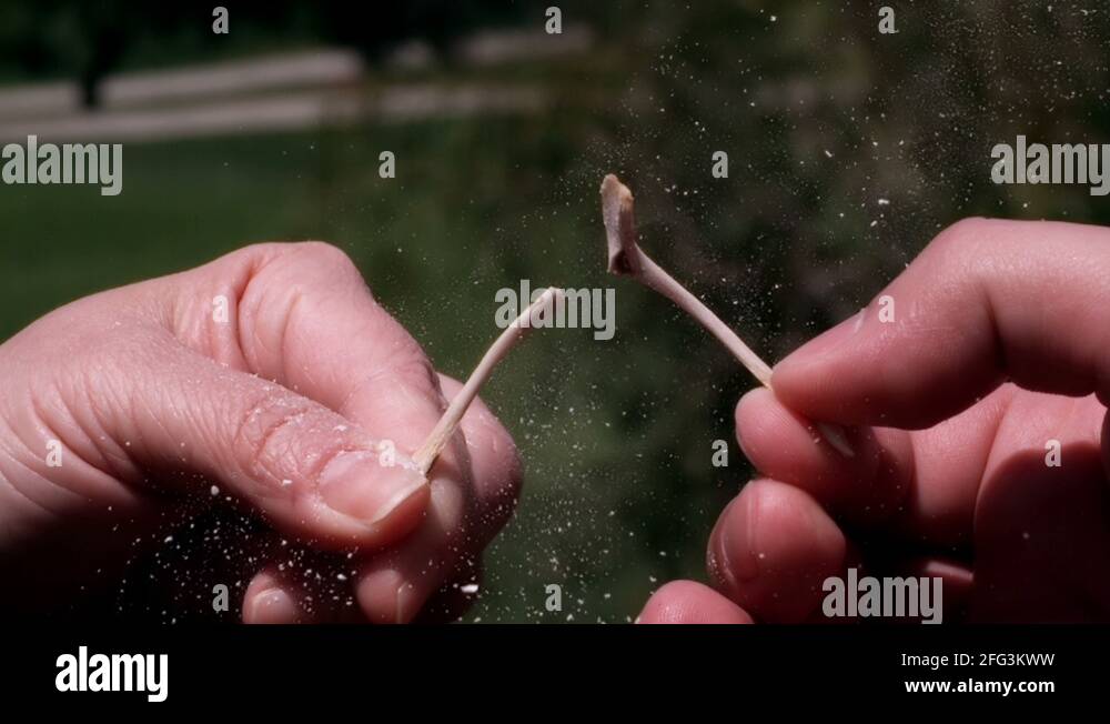 Lucky wish bone Stock Videos & Footage - HD and 4K Video Clips - Alamy